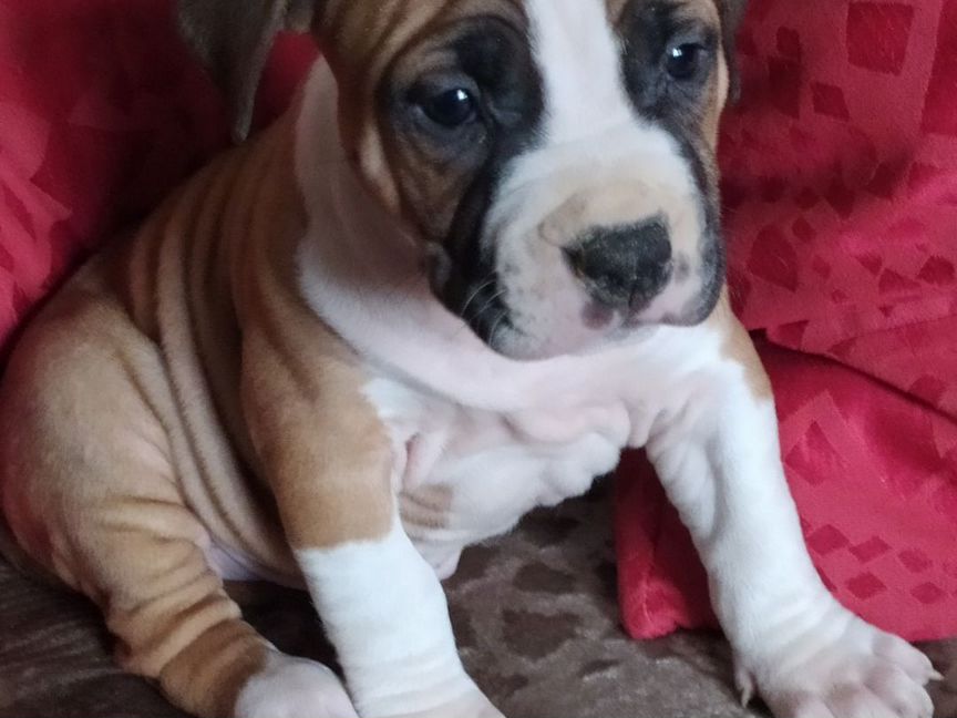 Стаффы мальчики