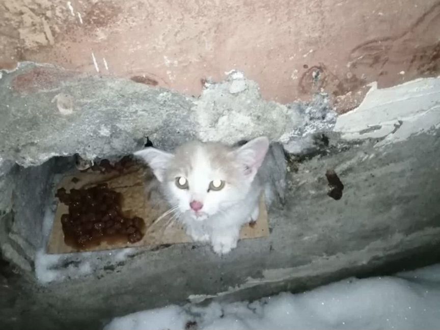 Замерзает котенок