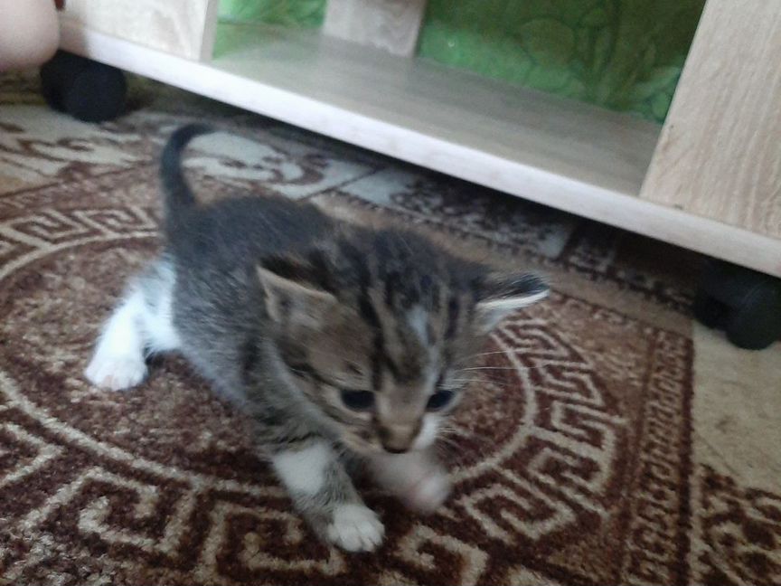 Кошка