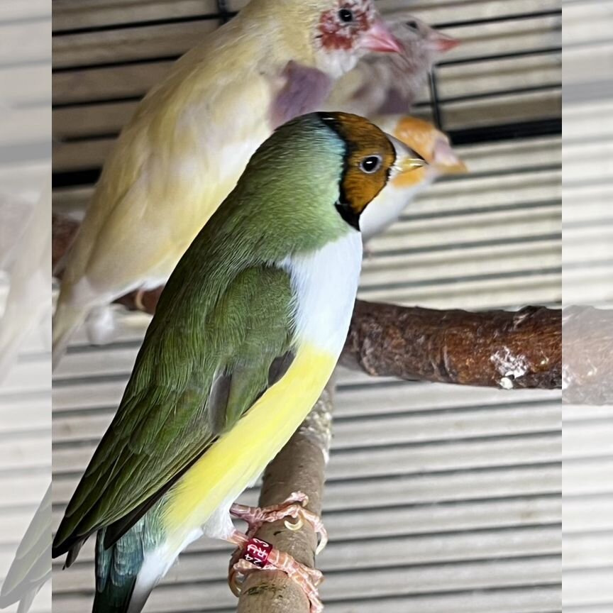 Амадины Гульда