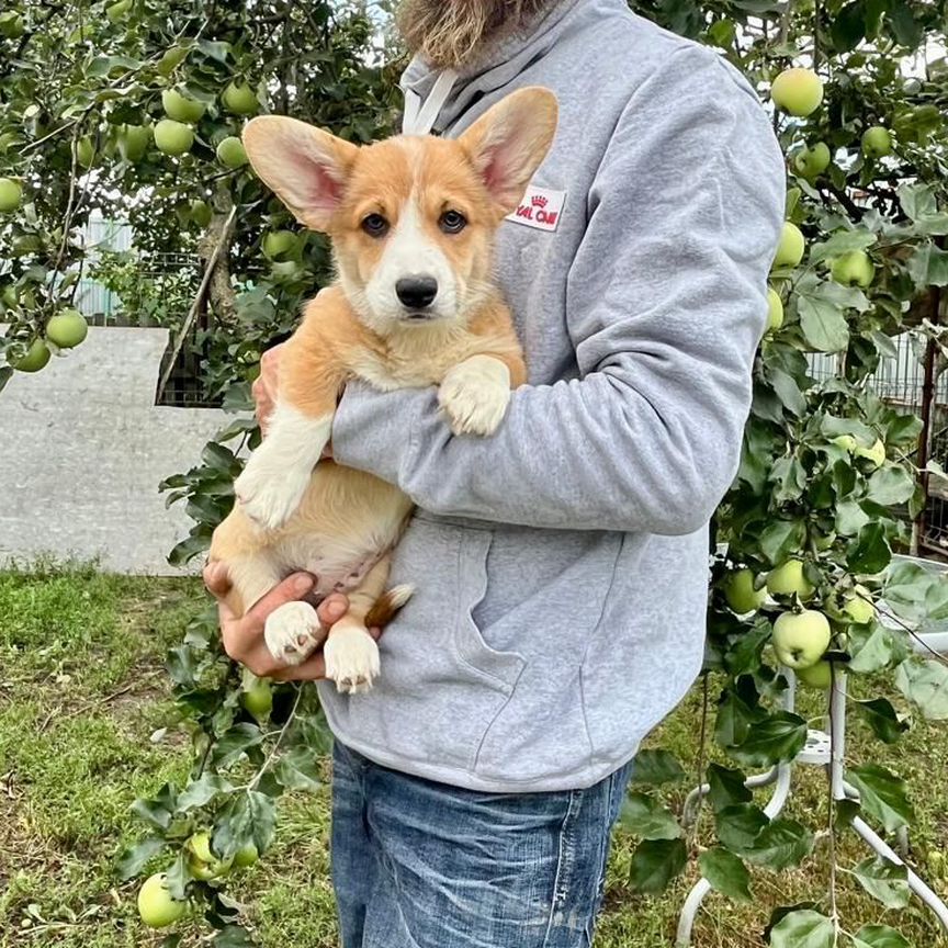 Вельш корги мальчики