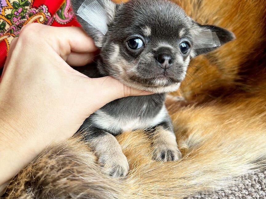 Чихуахуа девочка голубая с подпалом