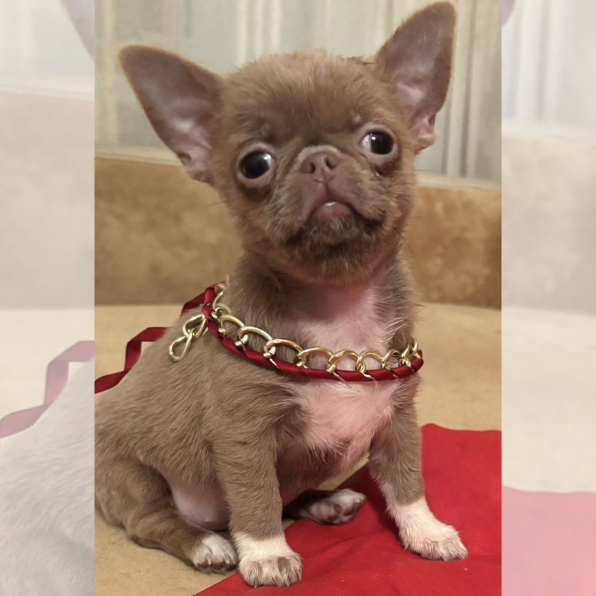 Чихуахуа, щенок