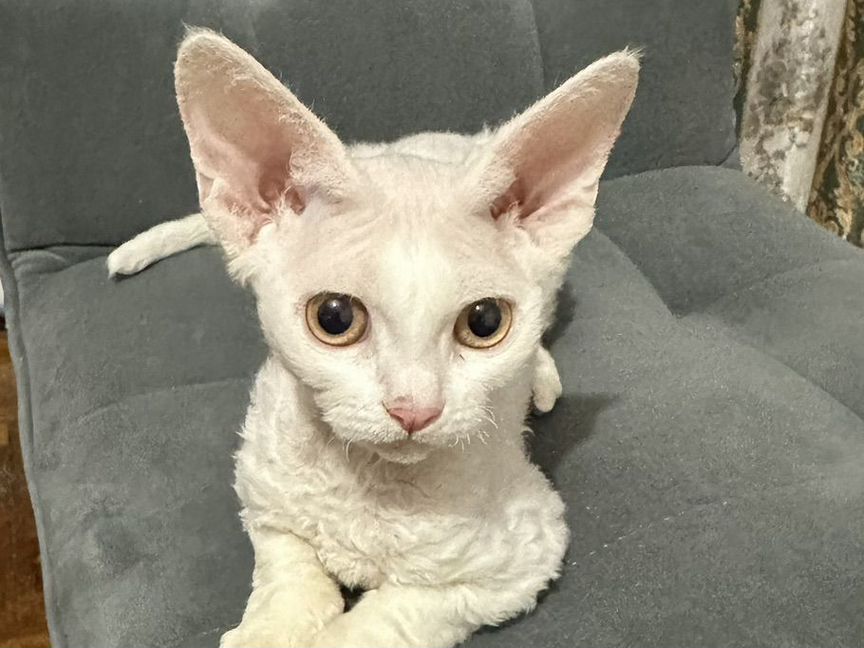 Котята девон-рекс