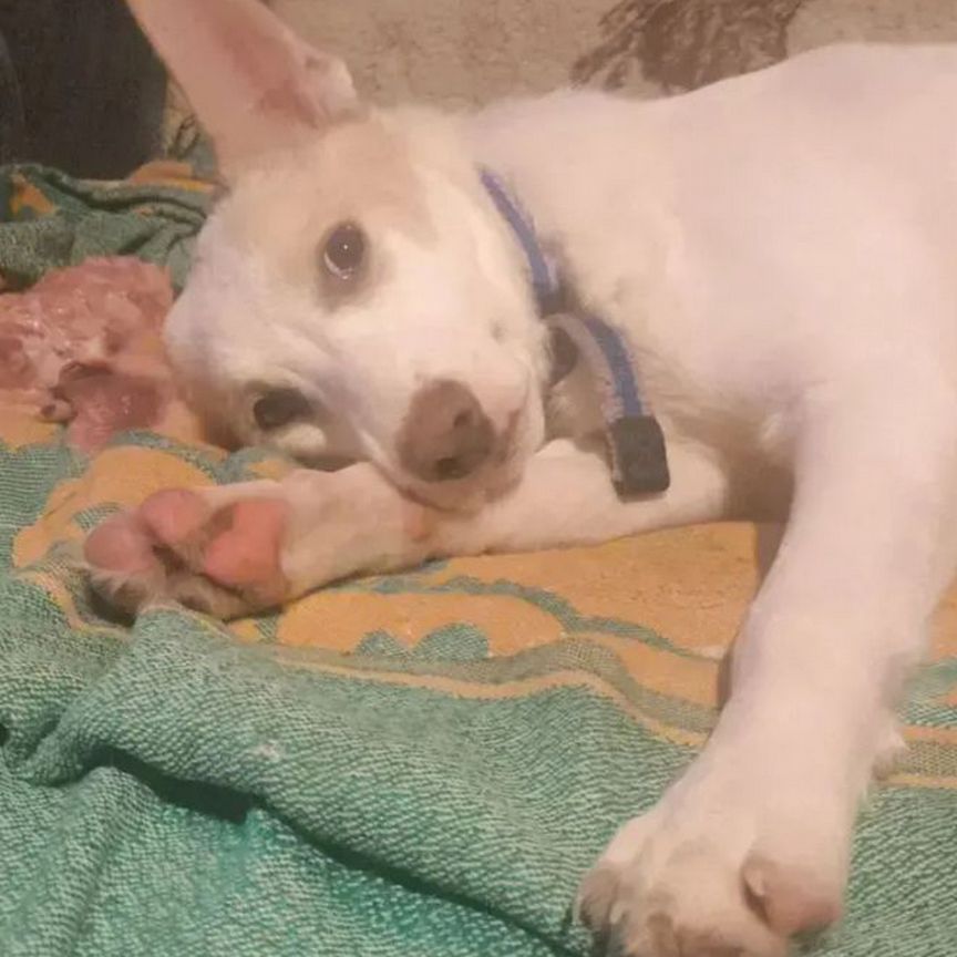 Щенок в добрые руки