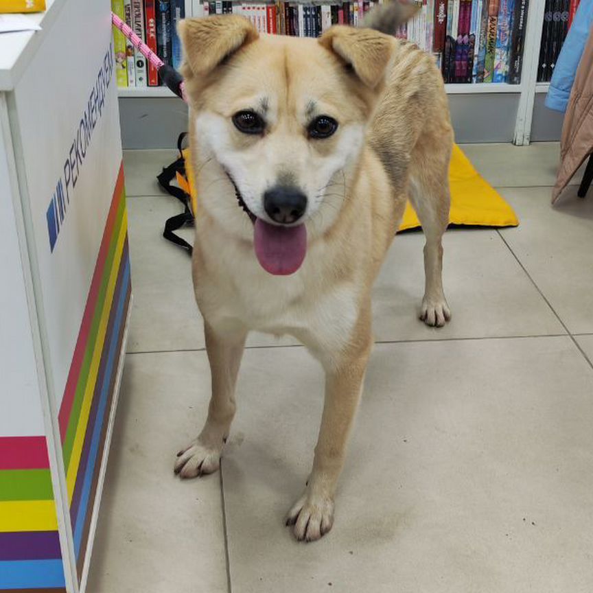 Взрослая собака в добрые руки