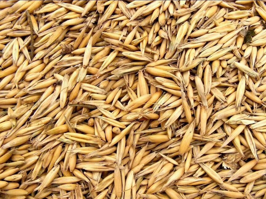 Гречиха, Кормовой овёс корма