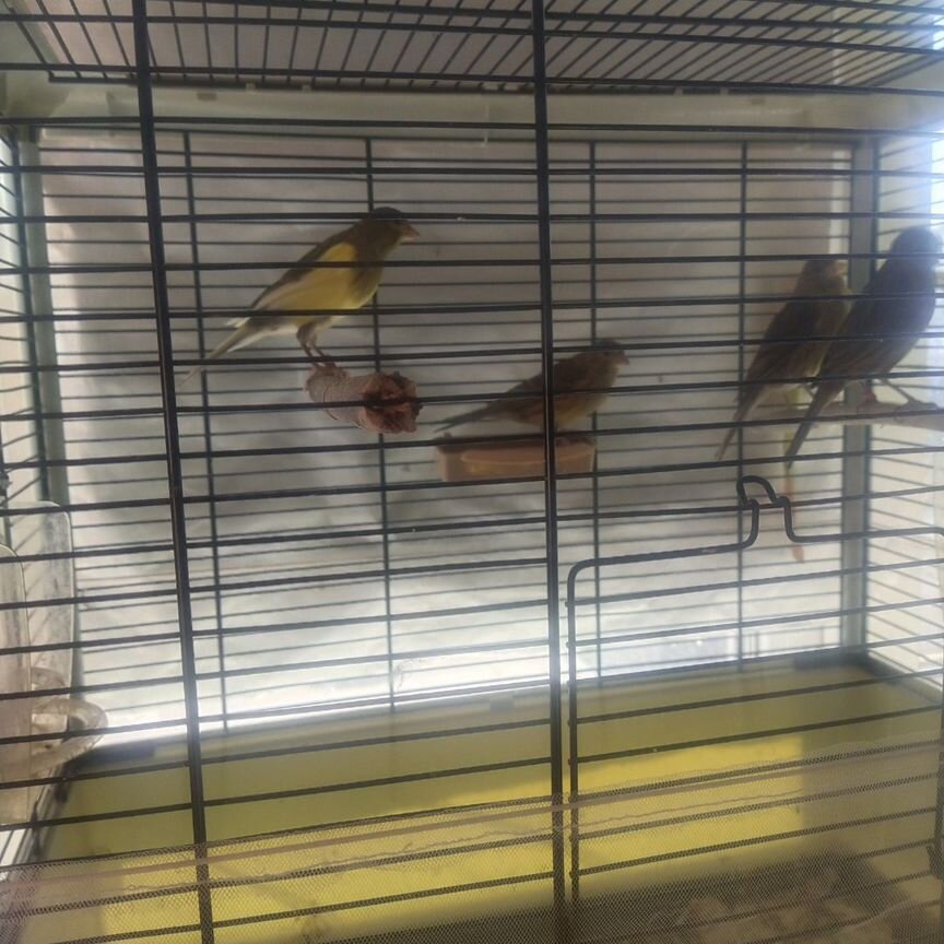 Канарейка кенар