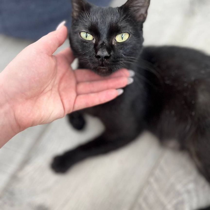 Кошке нужен дом