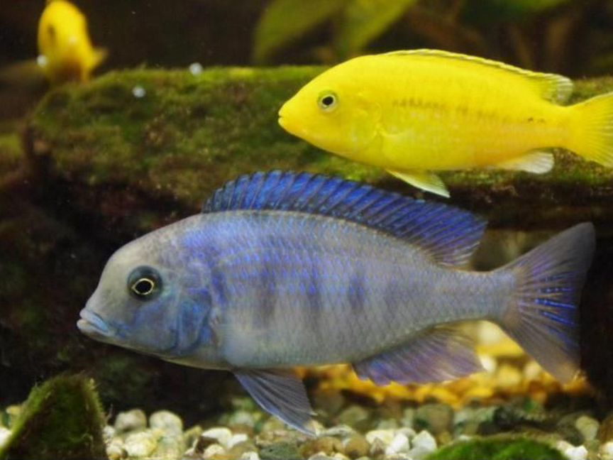 Рыбка голубой дельфин самка отдам