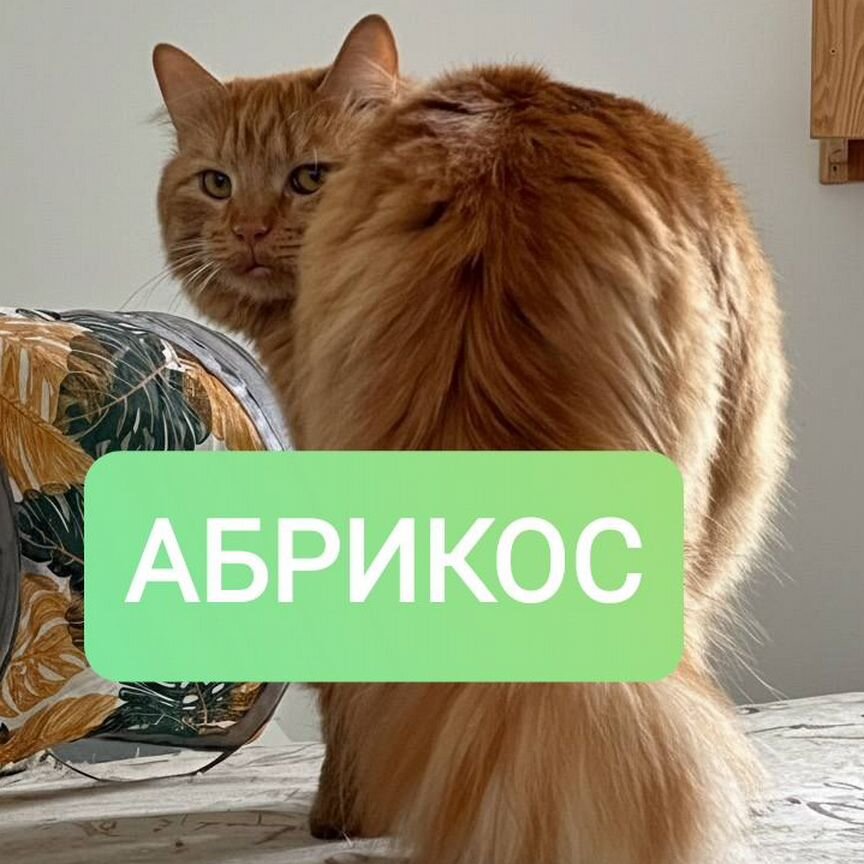 Взрослый кот в добрые руки