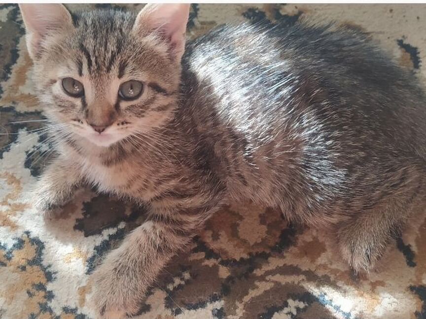 Котята в добрые руки бесплатно 1,5месяца