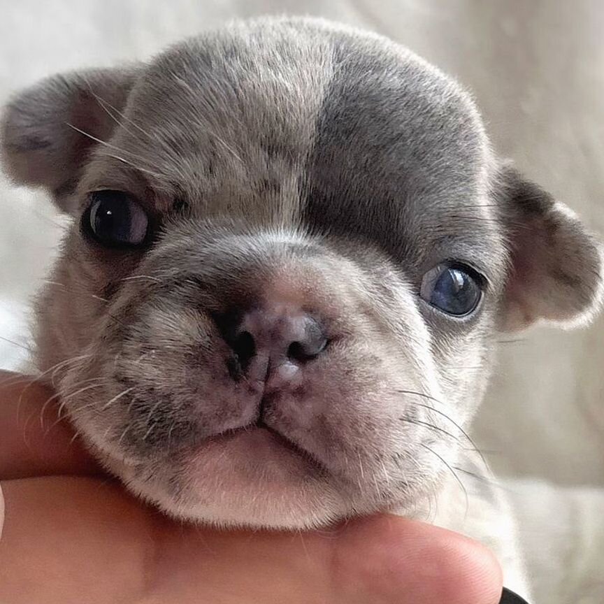 Французский бульдог, щенок