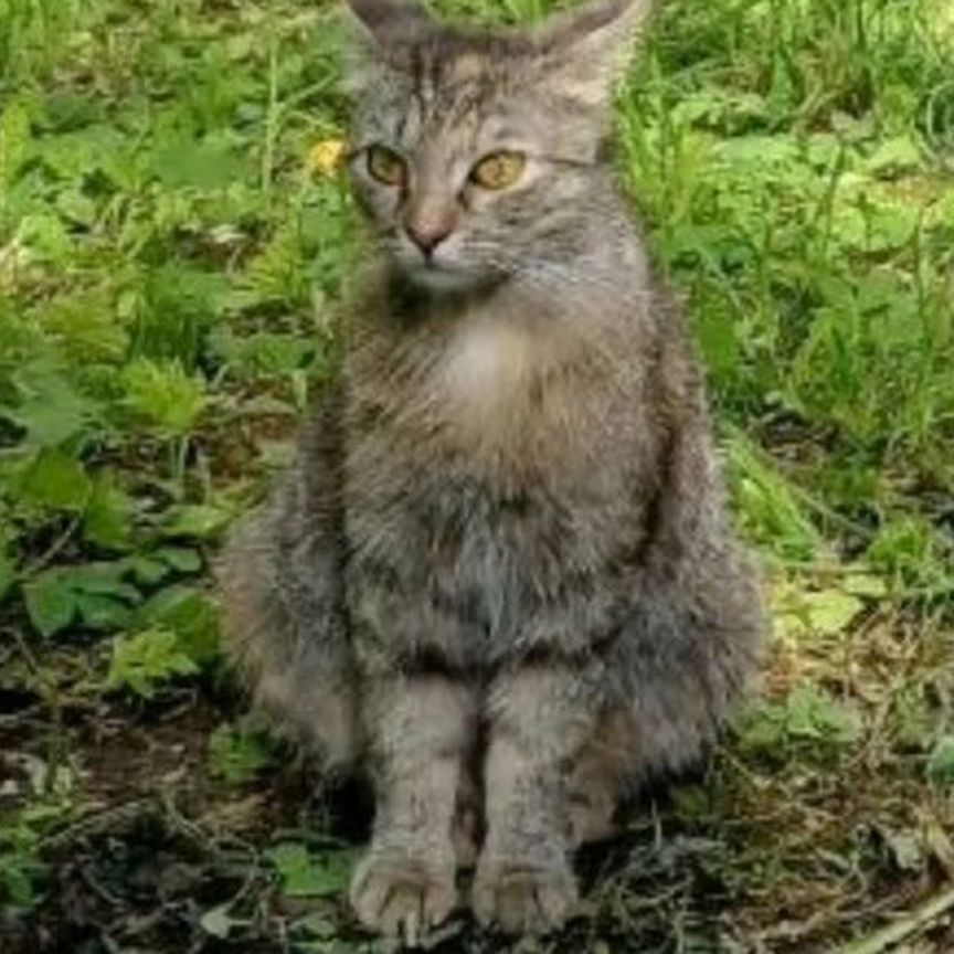 Взрослая, кошка в добрые руки
