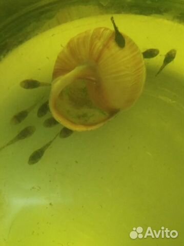 Отдам в добрые руки