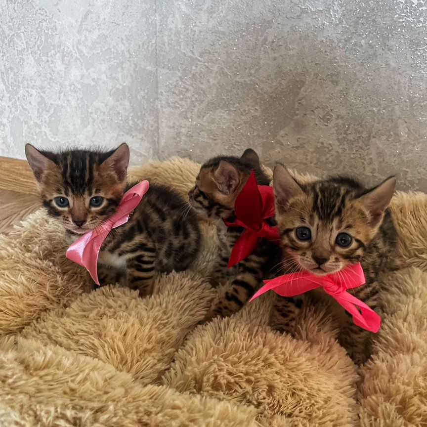 Бенгалочки