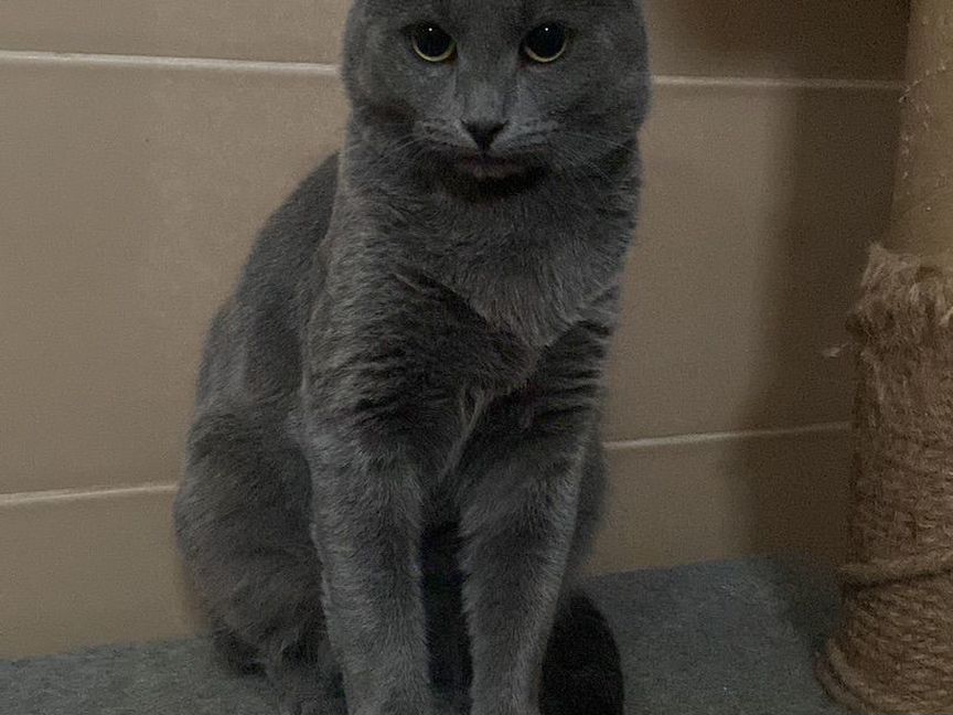 Русская голубая кошка