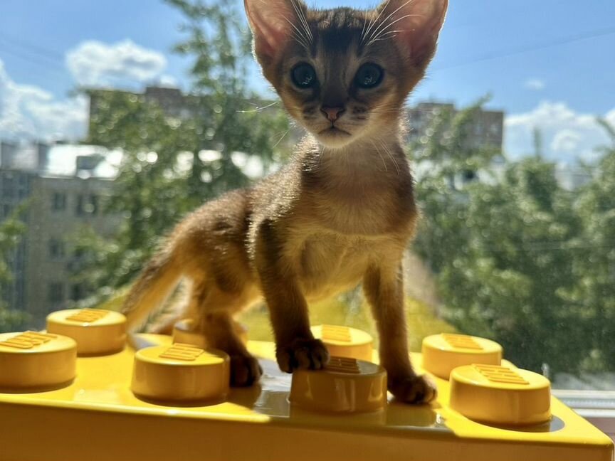 Абиссинский ктенок с документами