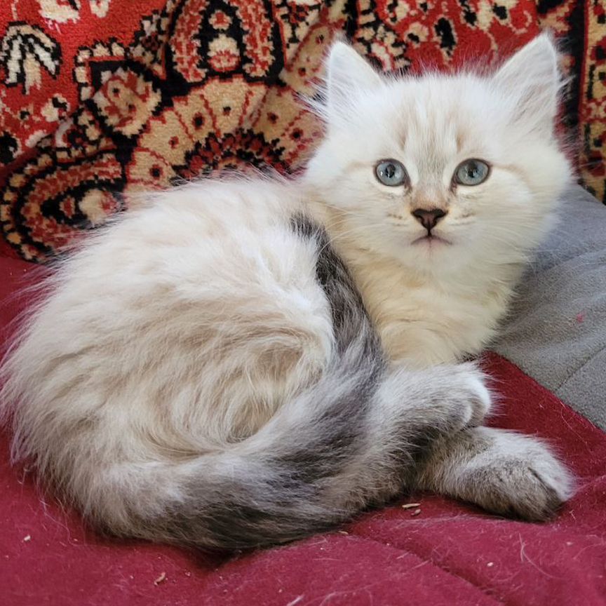 Котенок