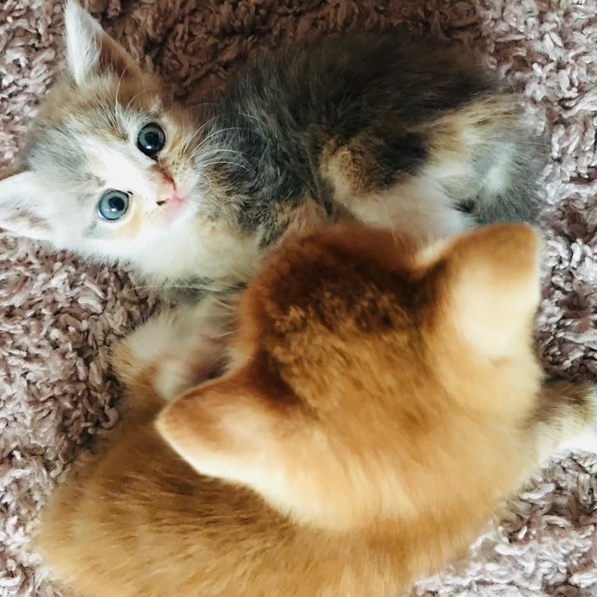 Чудесных котят в добрые руки