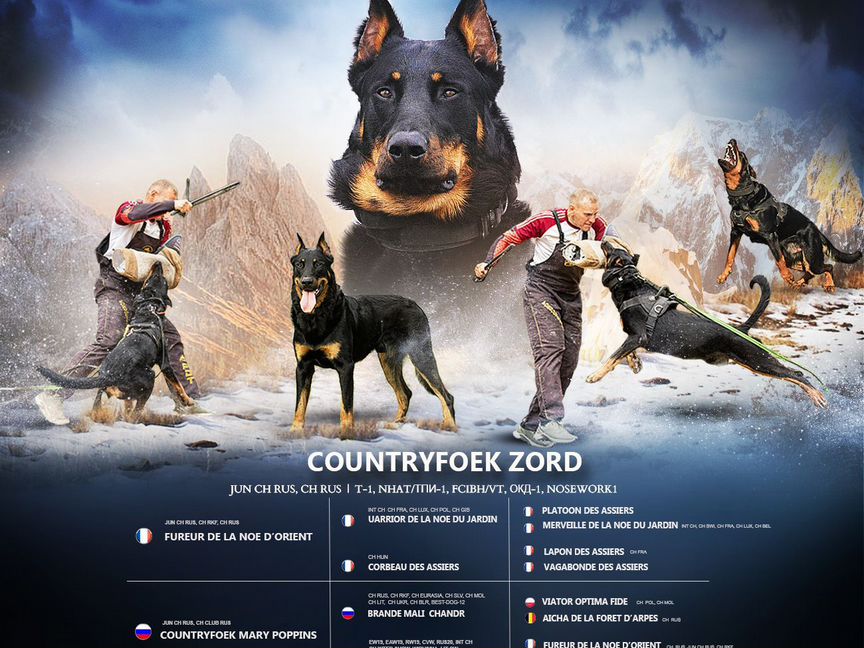 Кобель,Французская овчарка,Босерон,вязка