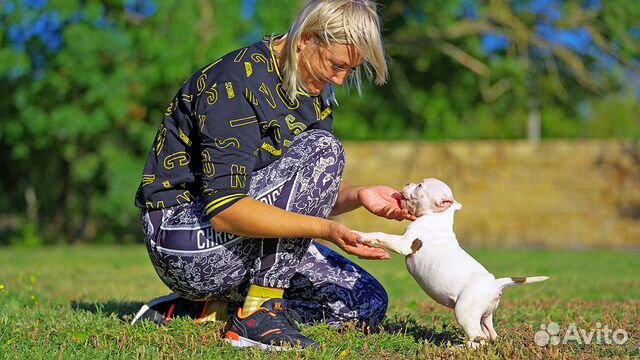 Американский Булли ласковая белоснежная девочка