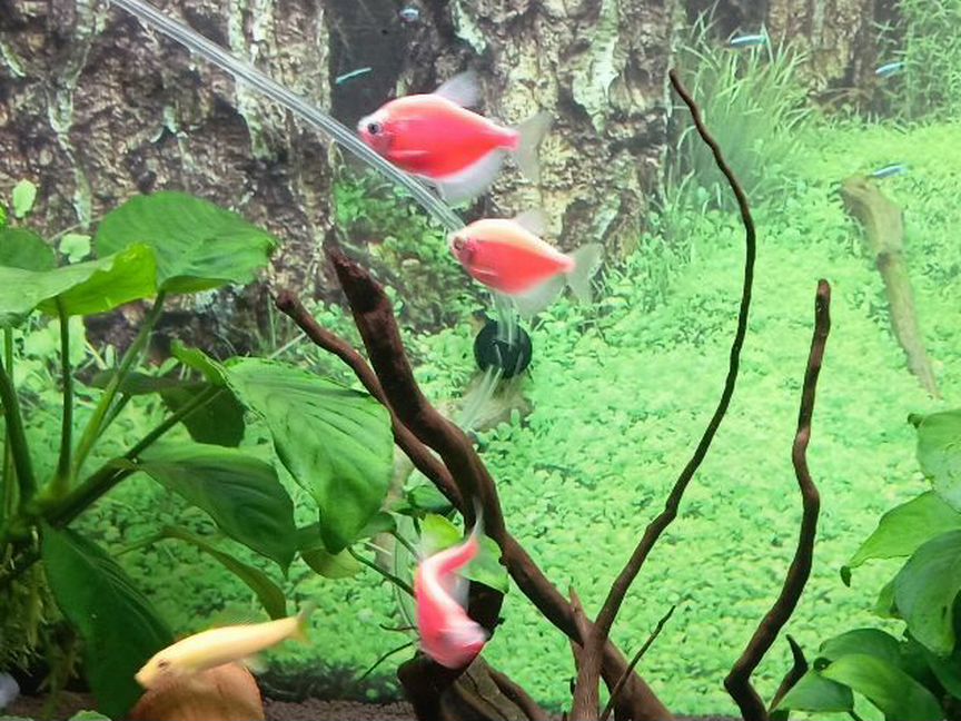 Тернеция гло