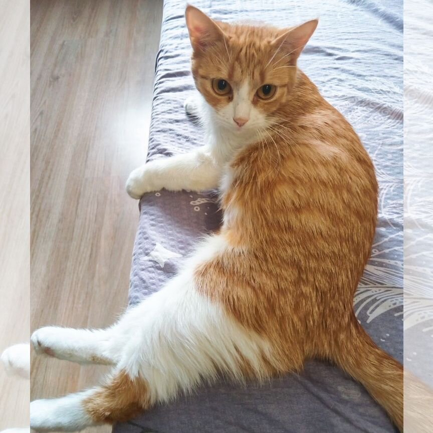 Взрослая кошка в добрые руки