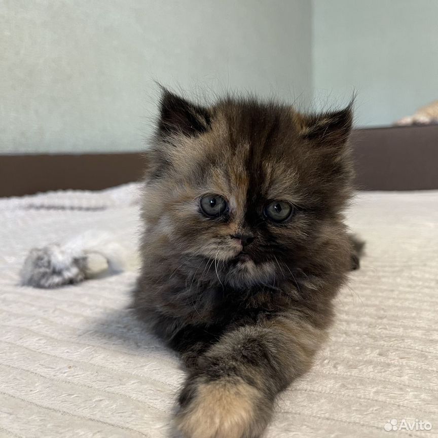 Персидские котята