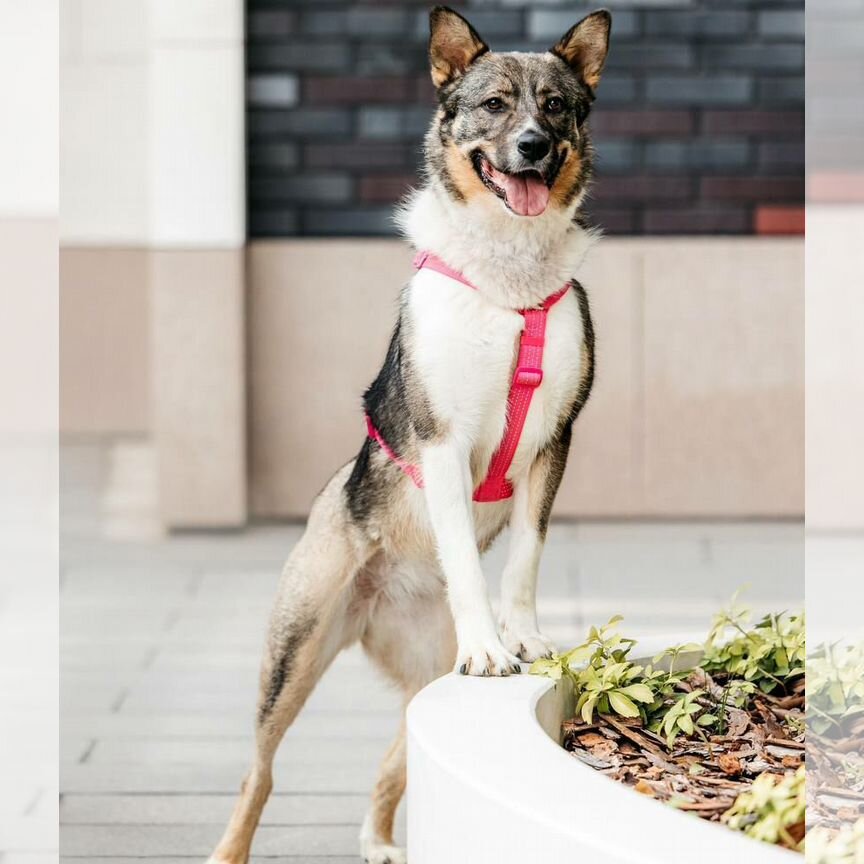 Взрослая собака в добрые руки