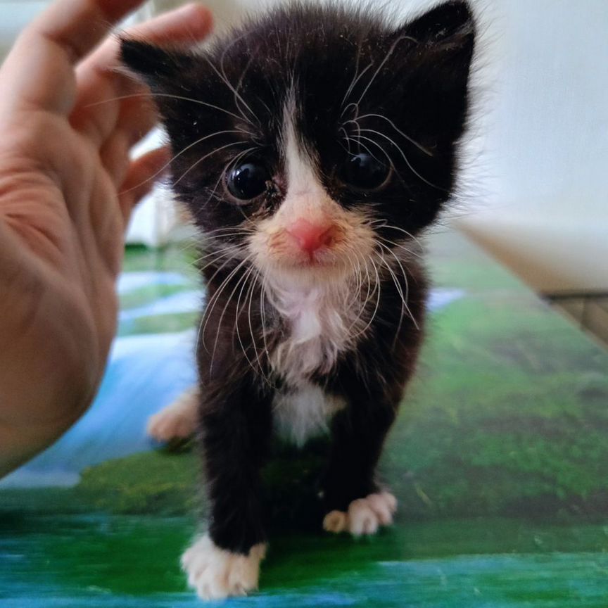 Котёнок в добрые руки