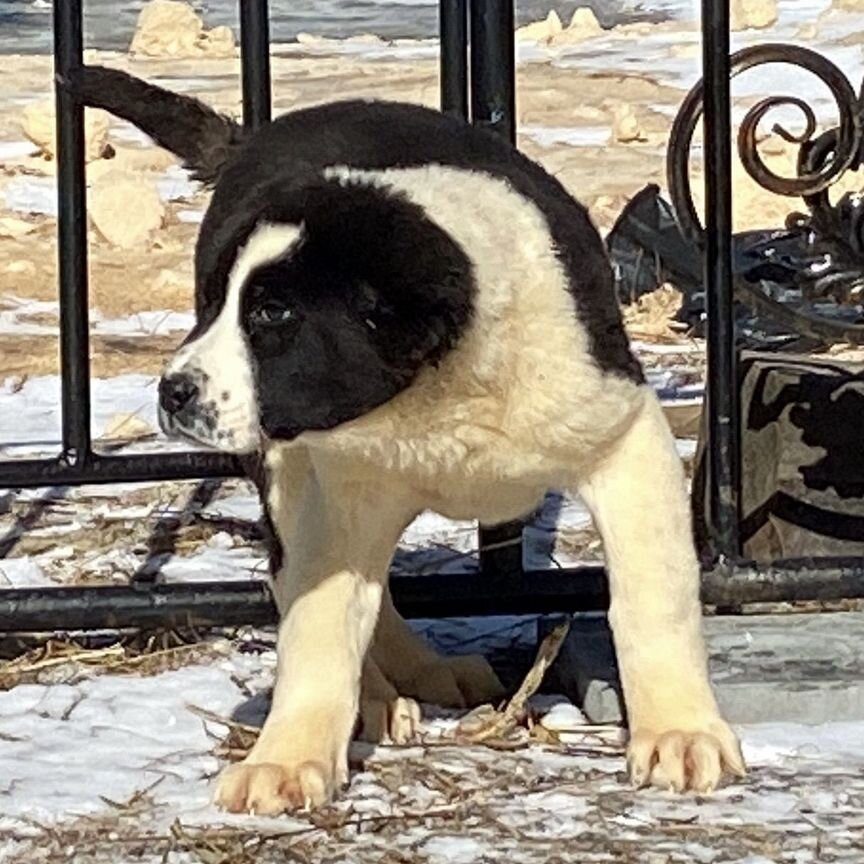 Крупная сука сао / алабай 3 месяца
