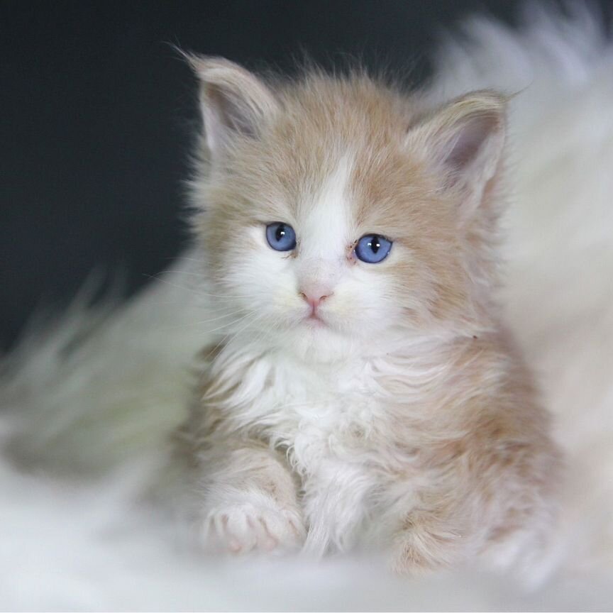 Мейн-кун котёнок