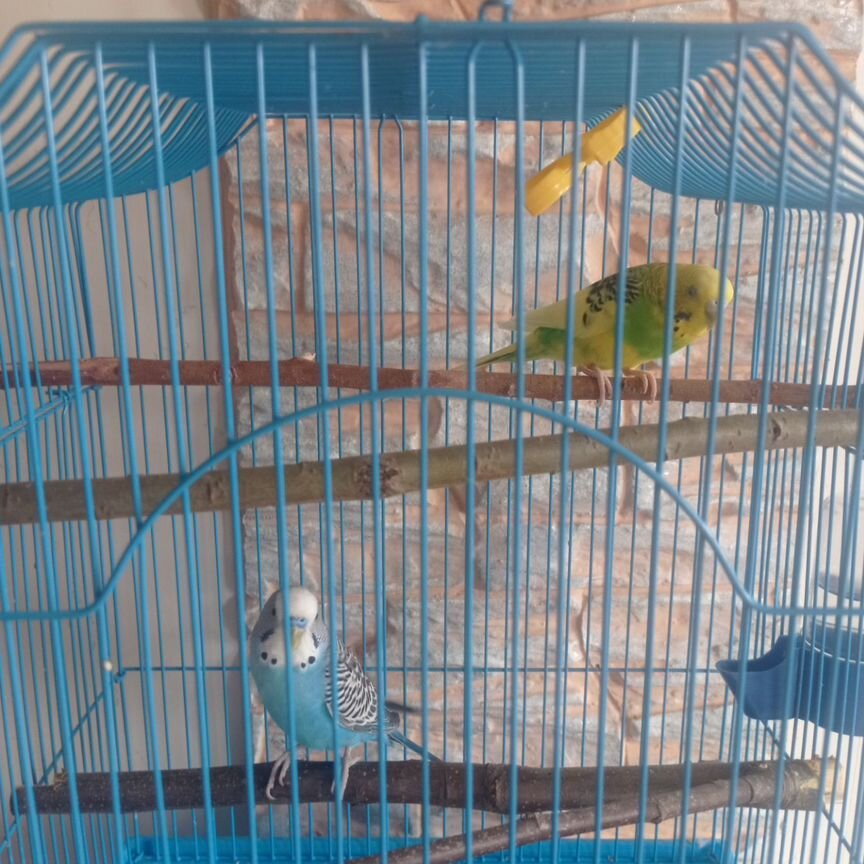 Волнистый попугай с клеткой
