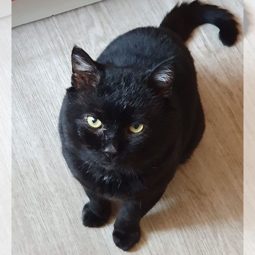 Взрослый Чёрный кот