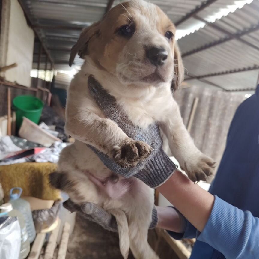 Щенок в добрые руки