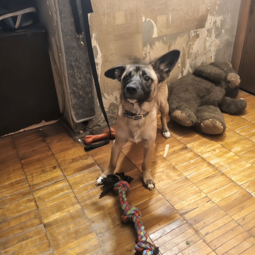 Йоркширский терьер, щенок