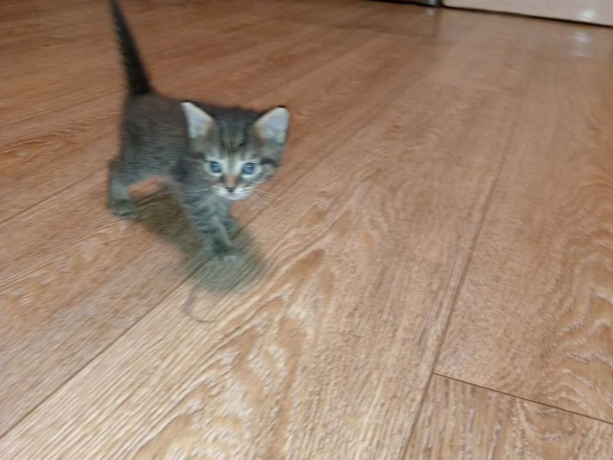 Котик