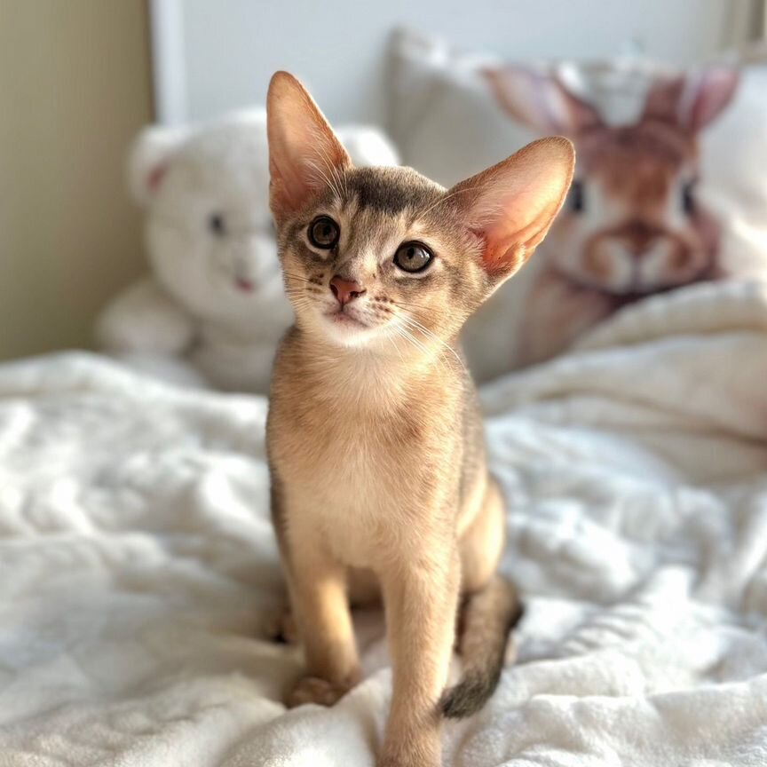 Абиссинские котята