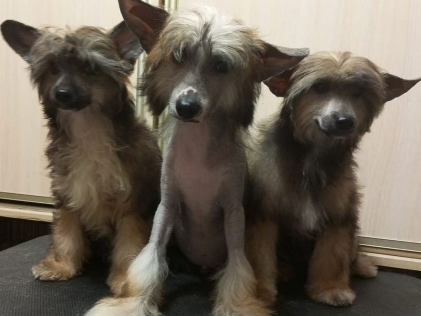 Щенки китайской хохлатой собачки