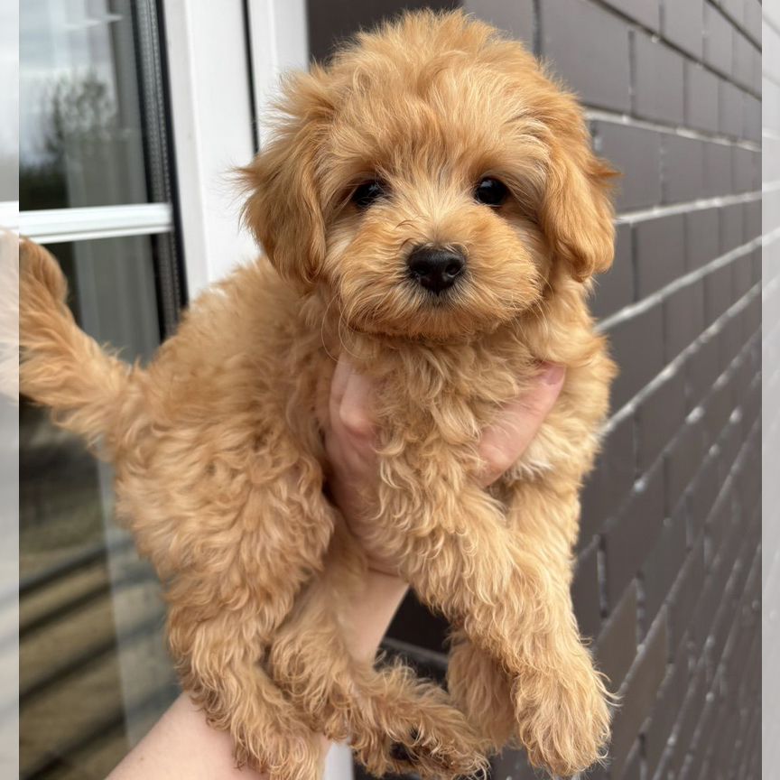 Мальтипу, щенок