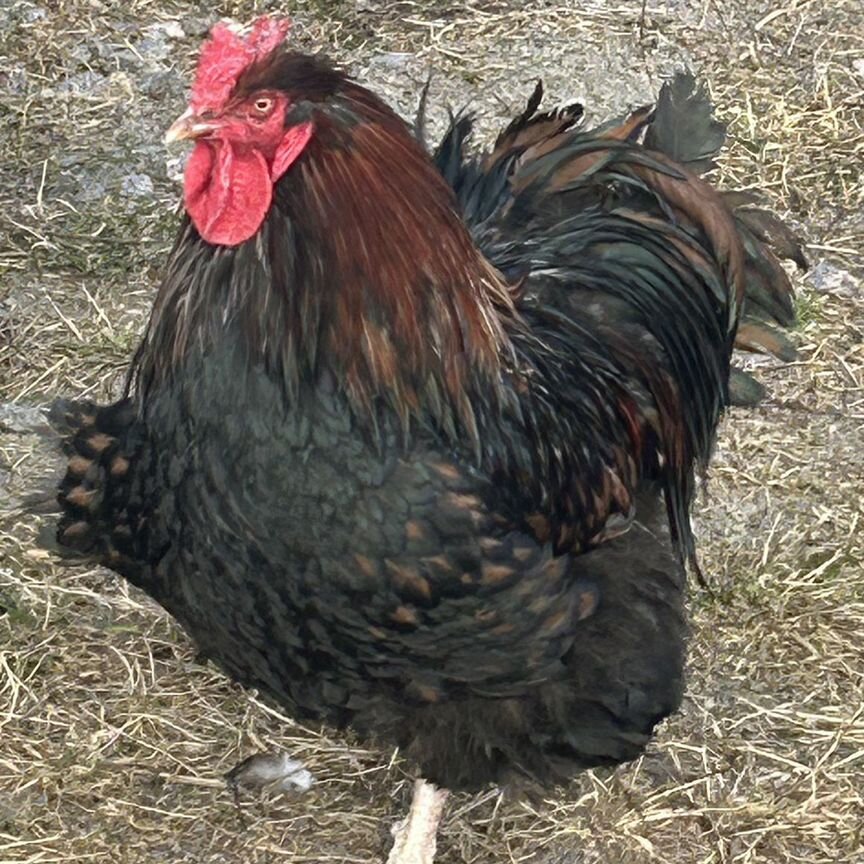 Петух амераукана