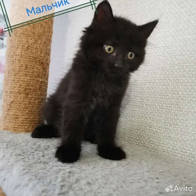 Котенок мэйн-кун метисы