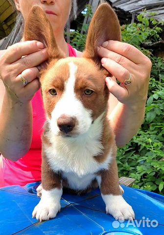 Вот такой патсан-тсан кардиган