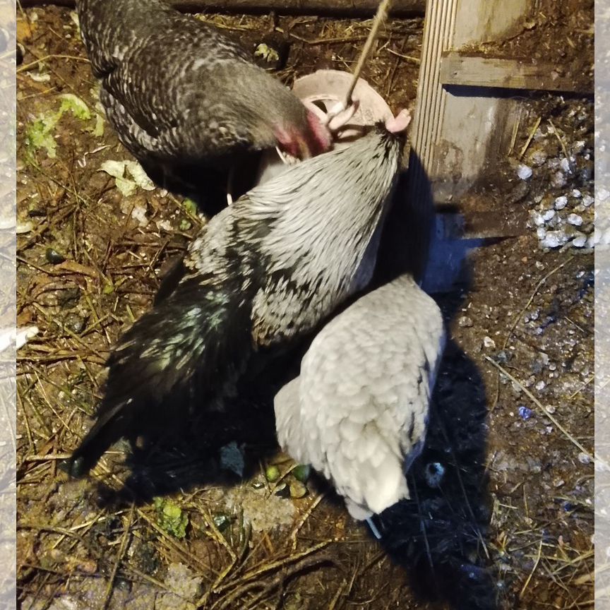 Куры петухи