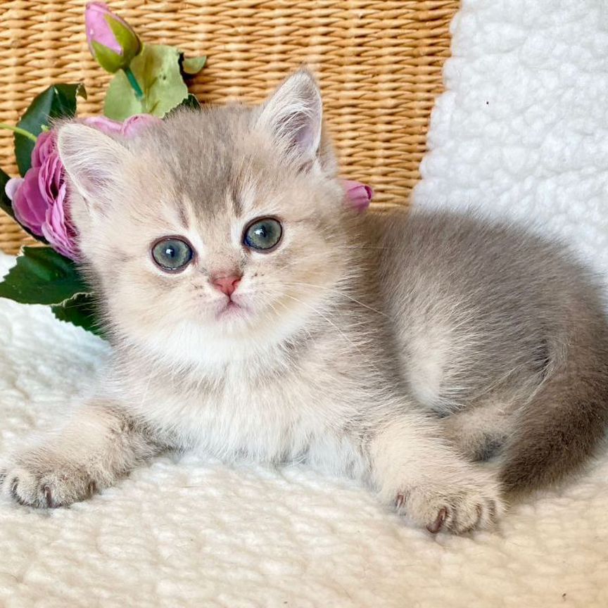 Британский короткошёрстный котёнок