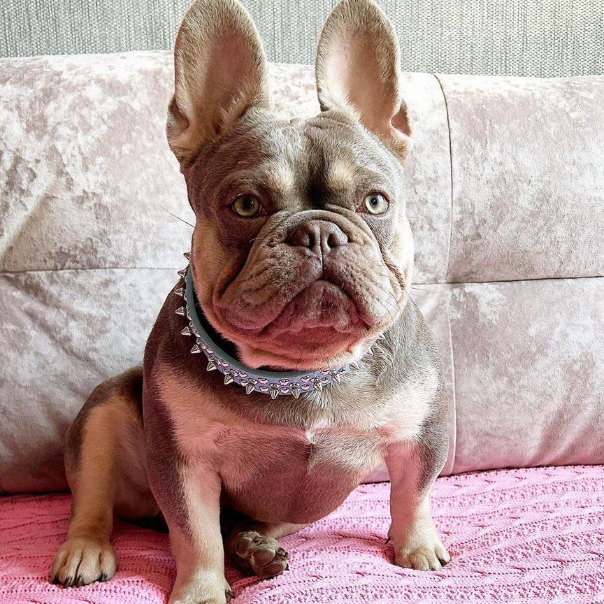 Французский бульдог, вязка