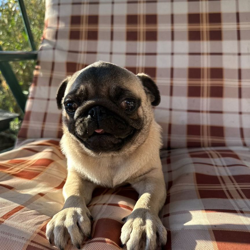 Щенки мопса