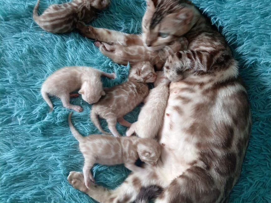 Бенгальские котята с документами