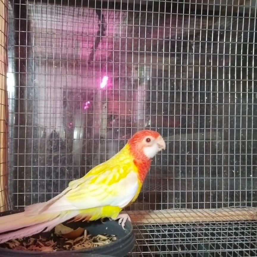 Попугай розелла